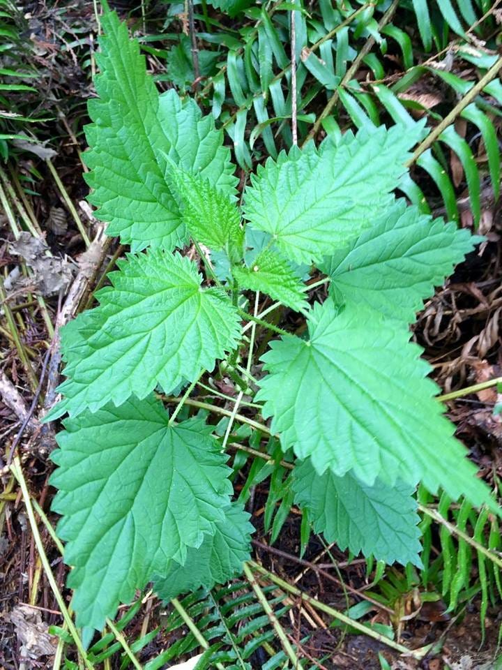 Stinging Nettle Flavor Bomb. ALAS! Seattle springtime is already… | by ...