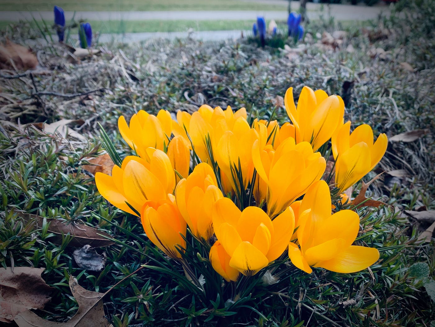 Crocus. a poem of fearlessness | by Skye Nicholson | Weeds ...