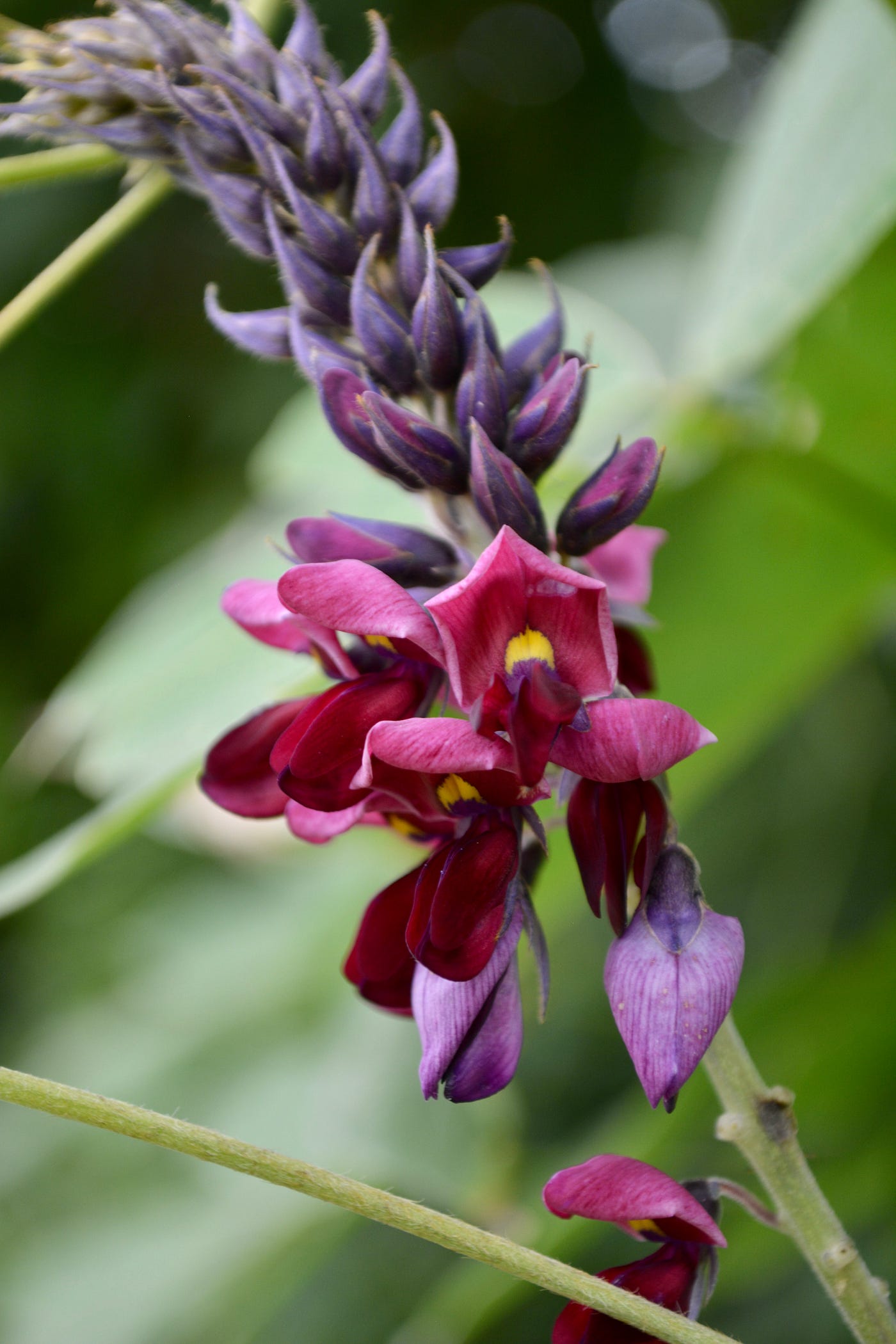 Kudzu Flower