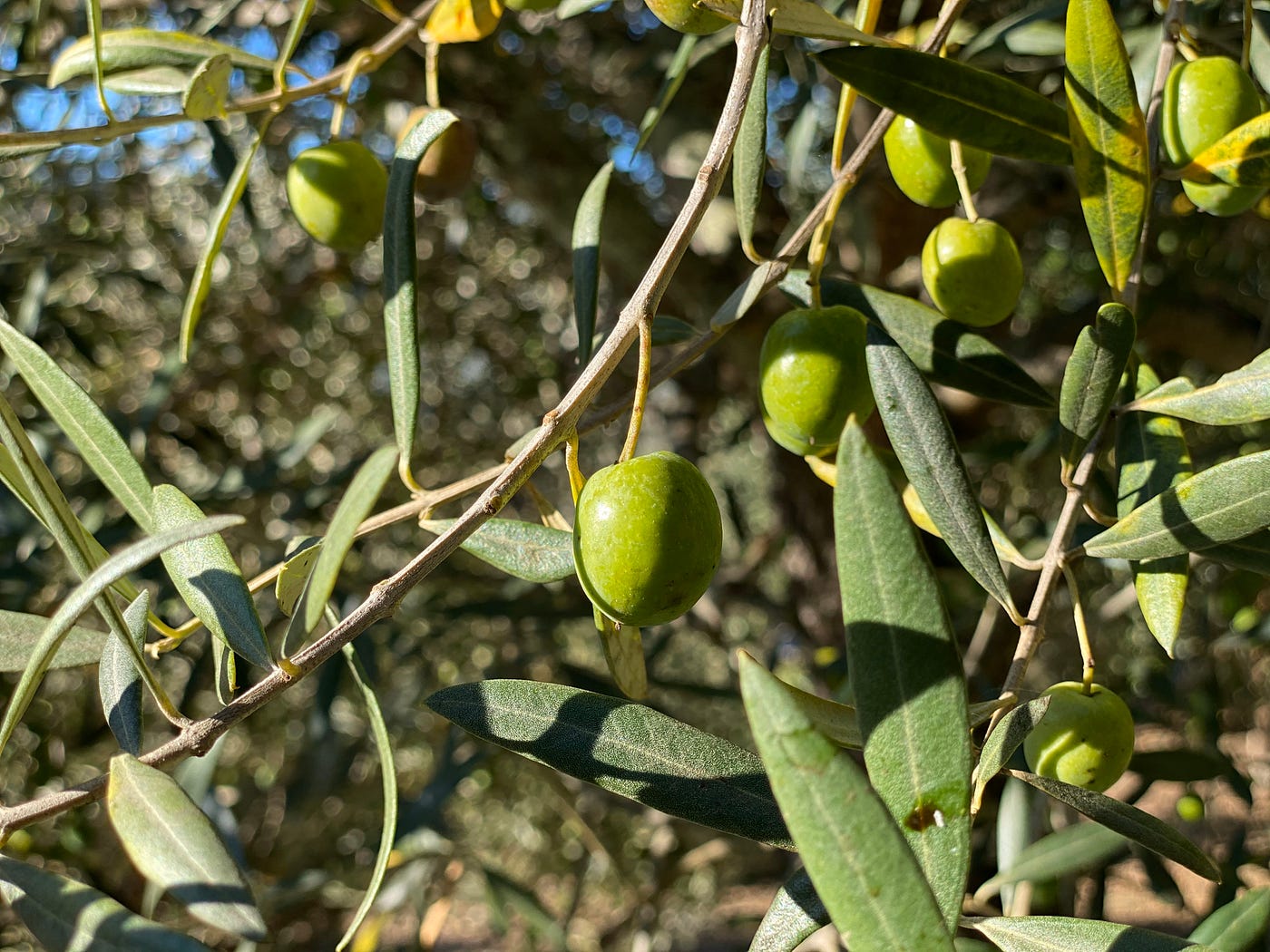 An Adventure in Olive Picking and Curing | by Robert McKeon Aloe ...