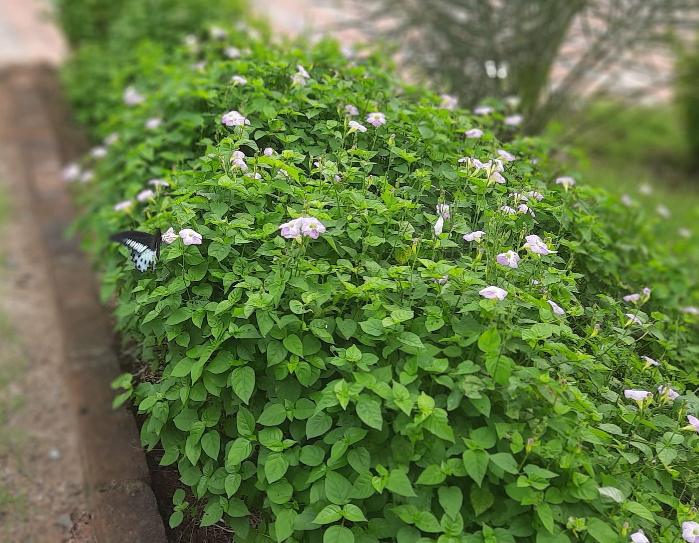 Ganges Primrose - Rathinasabapathy B - Medium