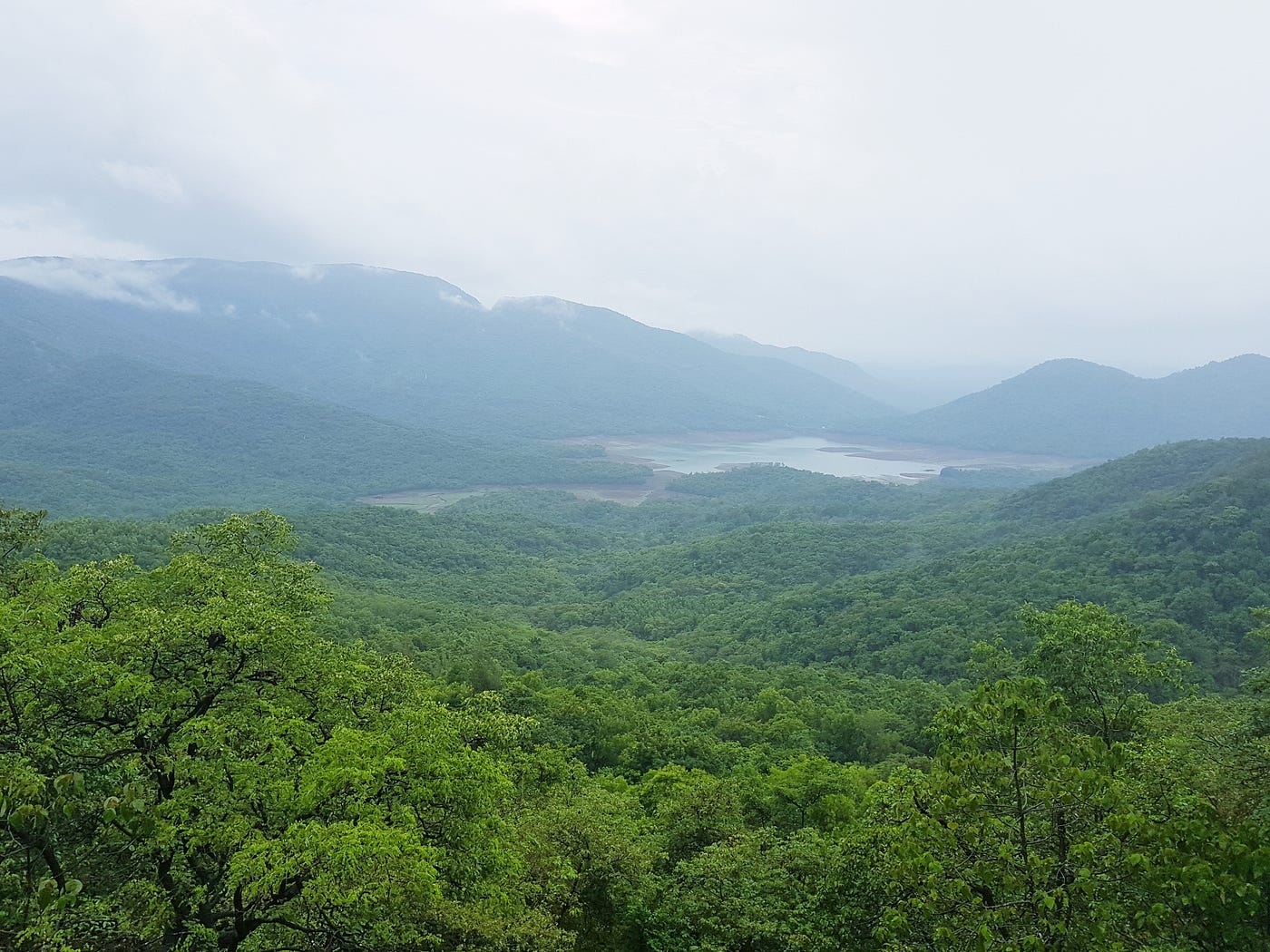 How Greenery Can Change Your Life | by Greenambit Infrastructure | Medium