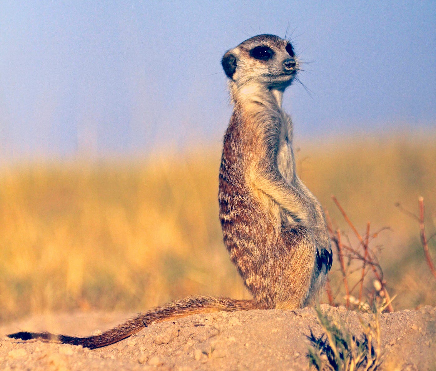 The Fast and the Fluffiest. The world’s most adorable, wild… | by Ellen ...