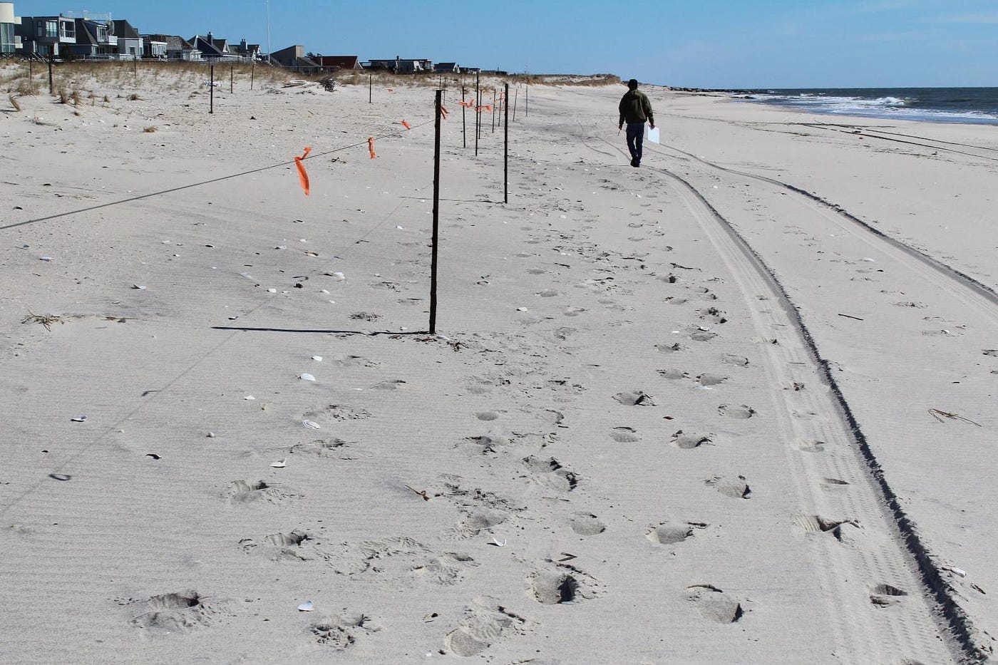 Signs of Spring: Four things you didn’t know about piping plover ...