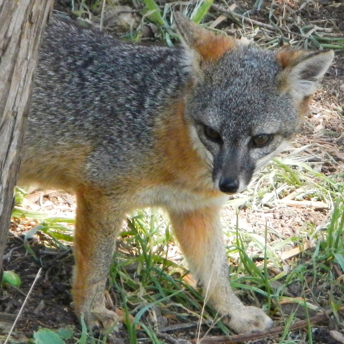 California’s “Galapagos” — plus Adorable Foxes | by April Orcutt | BATW ...