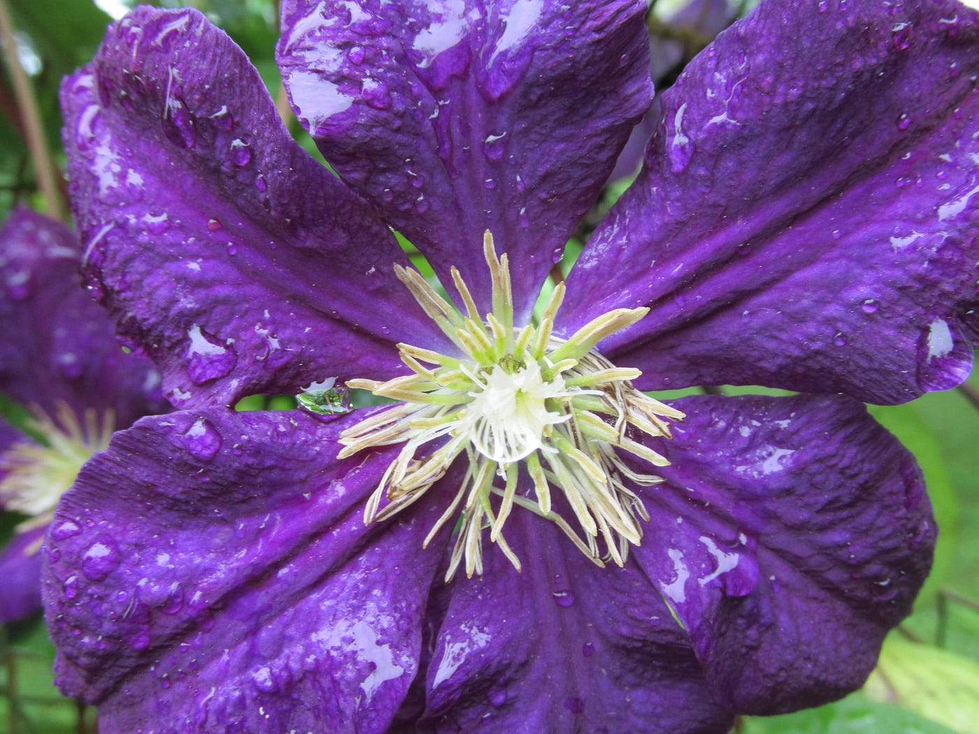 Day 218 — Clematis- Haibun Journey View From My Window | by Ada's ...