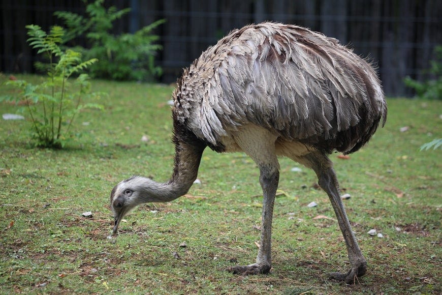 The Ostrich effect: A brief analysis | by Mpdoc | ILLUMINATION