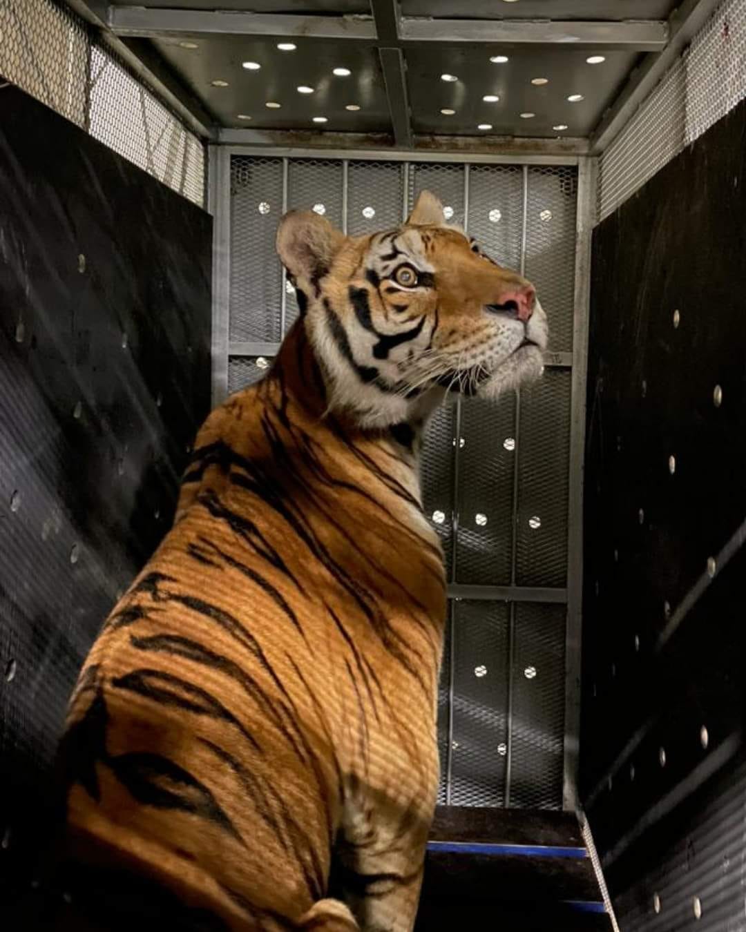 Tigers Discarded By A Circus. Four Paws Rescue | by Penny McKinney ...