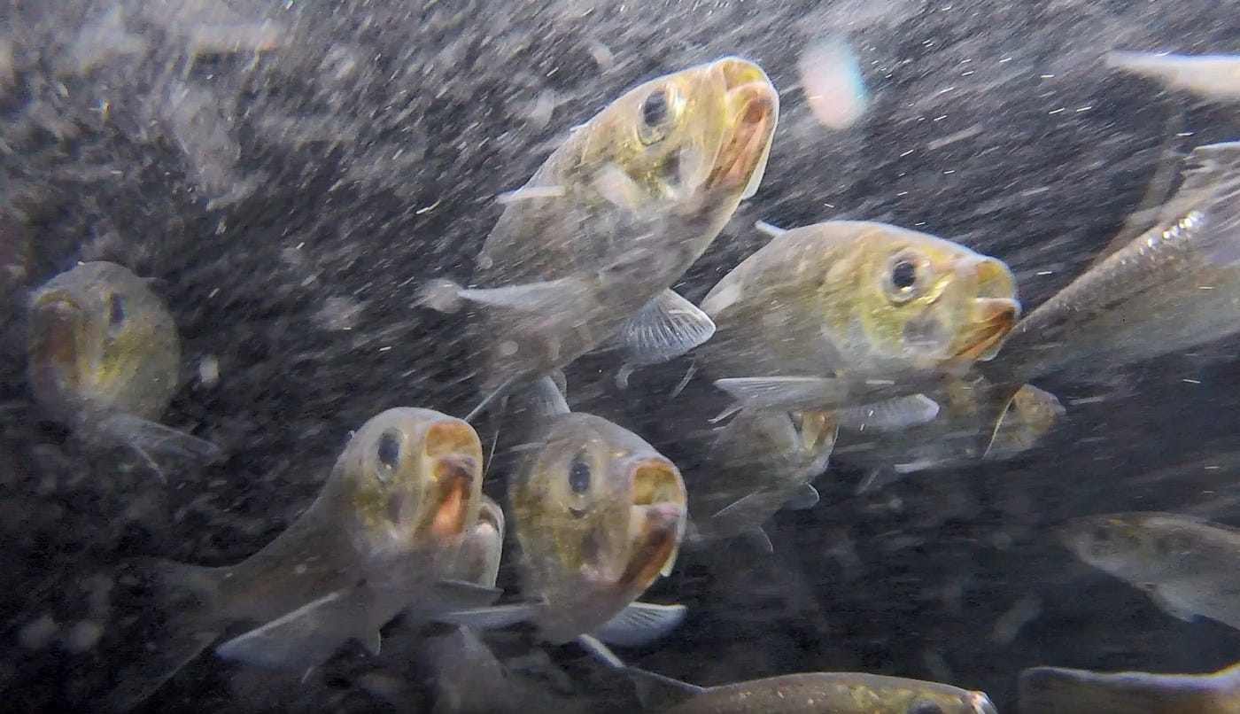 Reaching new heights: Herring return to the Merrimack in record numbers ...