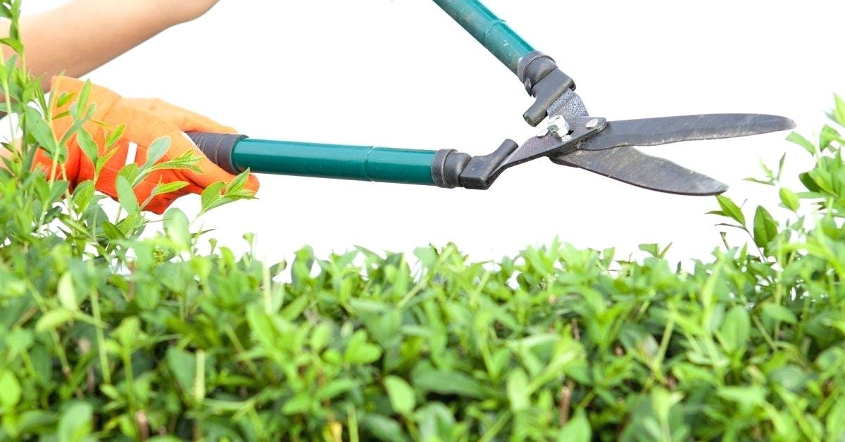 Steps for Satisfactory Tree Trimming | by Emma Alfie | Medium