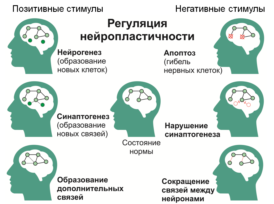 Молекулярные аспекты патогенеза депрессивных расстройств | by Alex ZVY | Open Longevity RUS | Medium