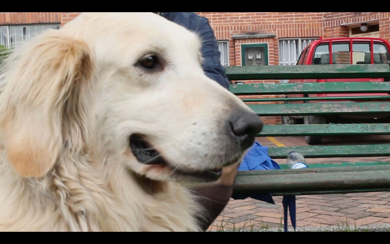Perros lazarillo, guías de cuatro patas | by Valentina Gómez | Medium