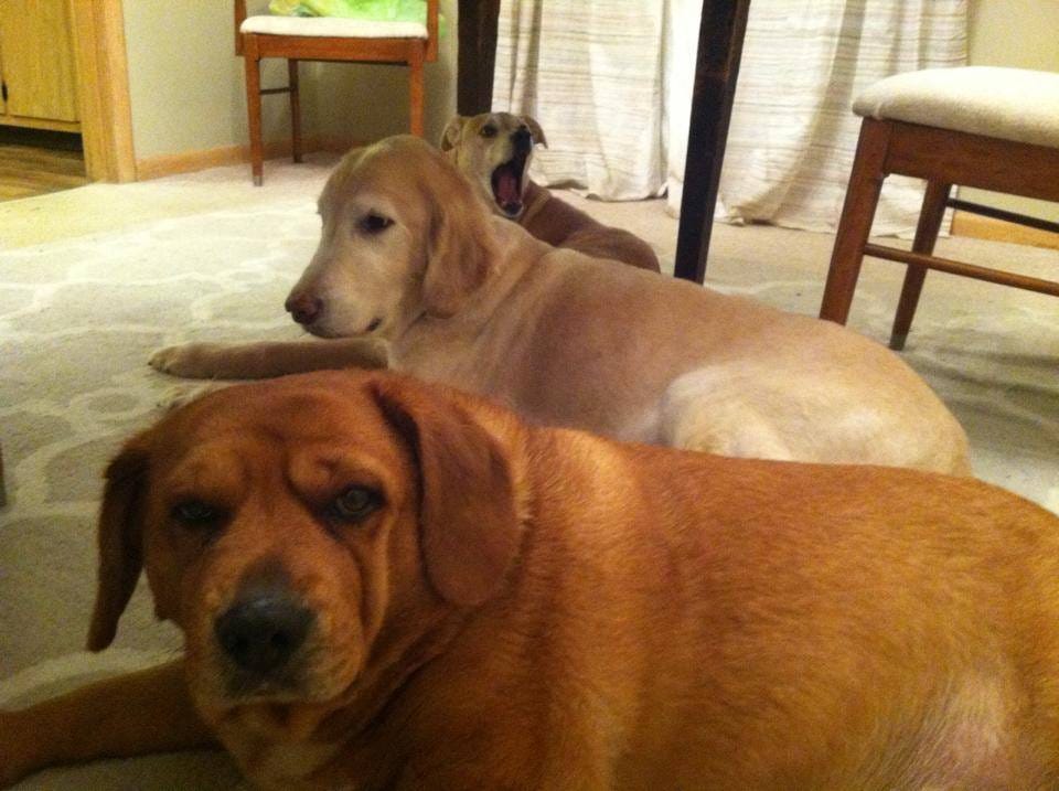 The Impact of Love: A Letter to Roscoe | by Kyle Trowbridge | Medium