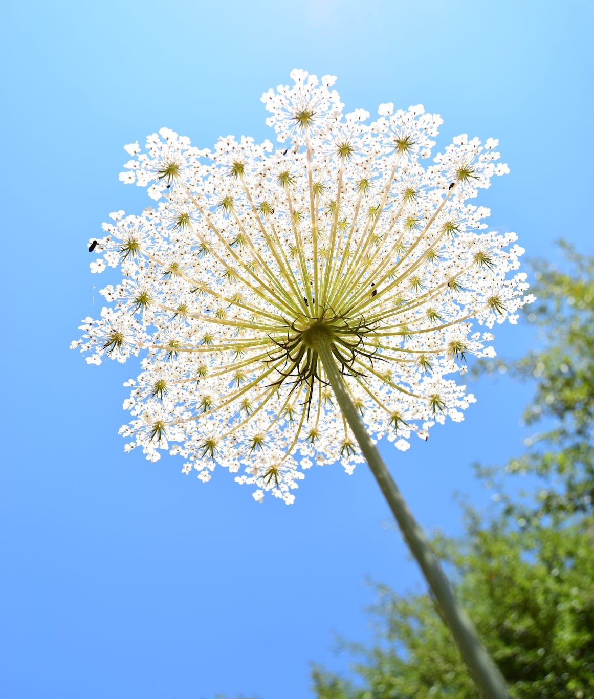 The Intricacies of Lace Woven in Flowers | by T Mann | The Daily Cuppa ...