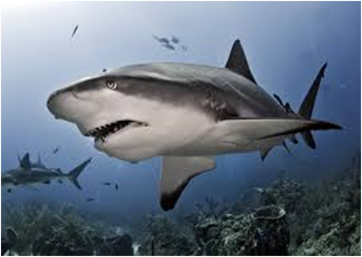Top Ten Facts about Sharks... Have you ever read about Sharks and… | by ...