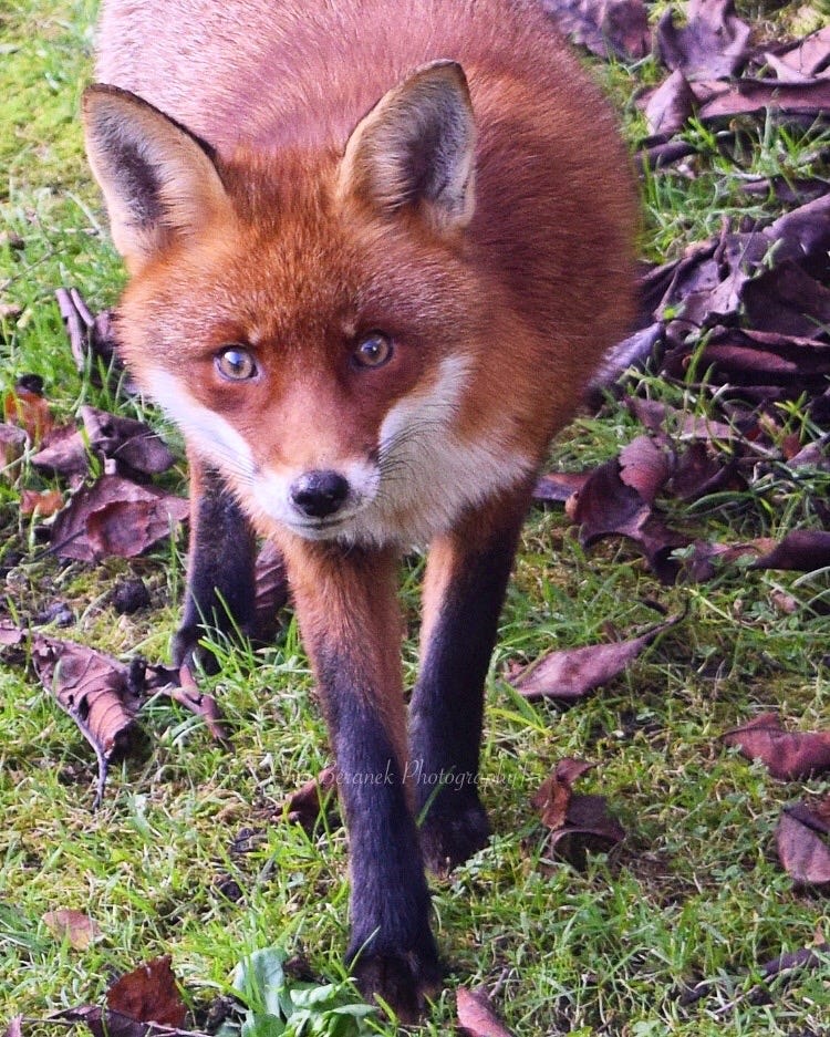 Little & Rose — my two foxes. A story in pictures how red foxes… | by ...