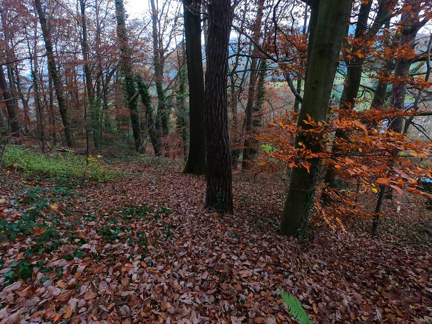 Taking a Walk on a Gray November Day | by Anne Bonfert | Weeds ...