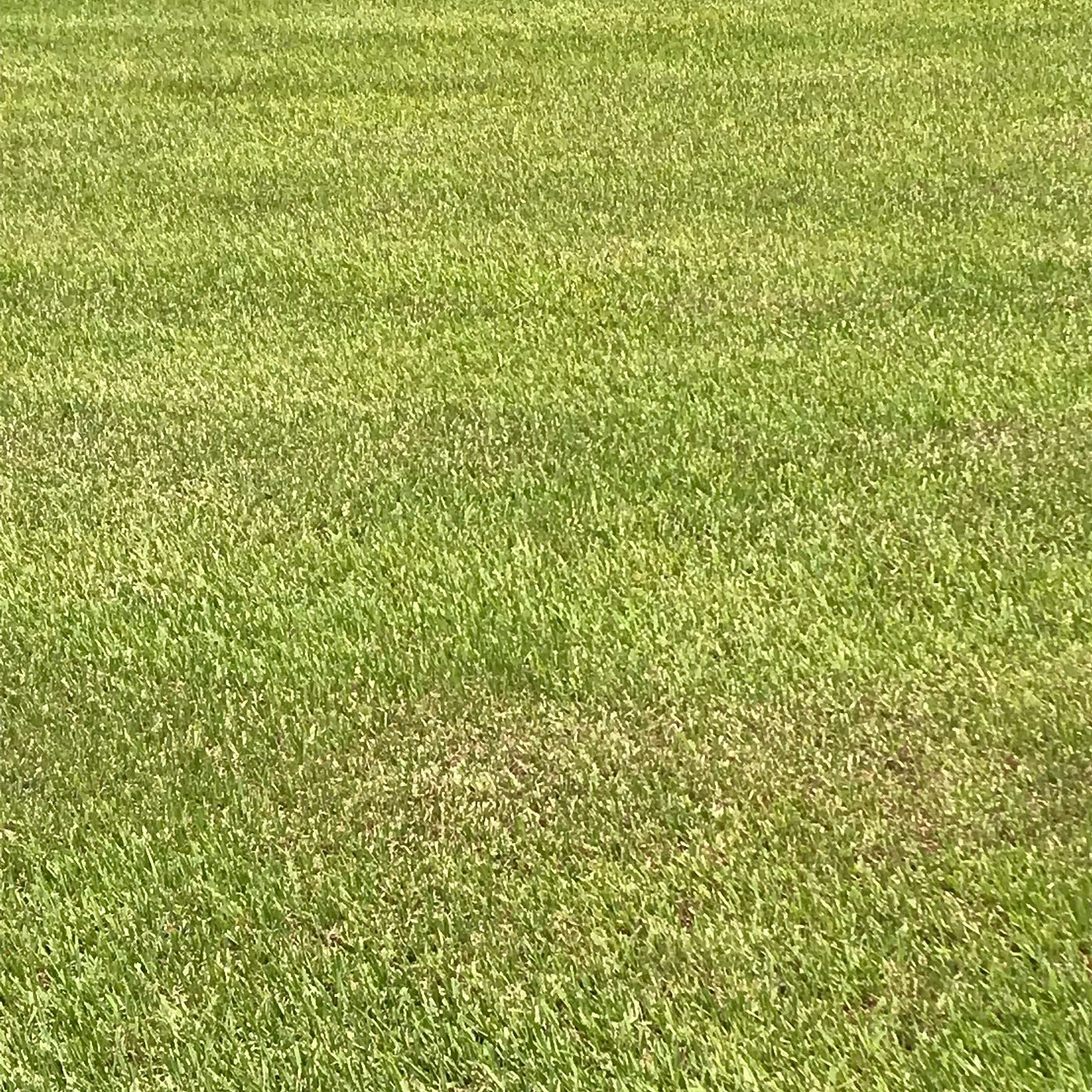 5 Forgotten Costs of Greener Grass | by Phil Shuler | Medium