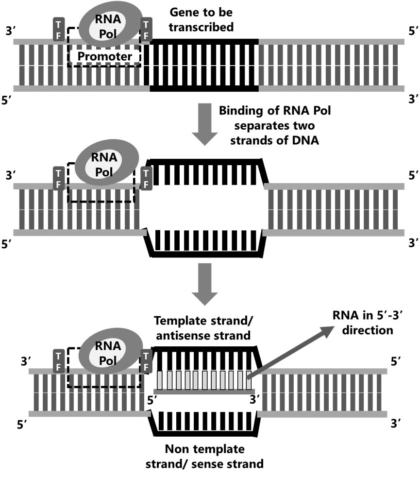 DNA Transcription (Part 5- CRISPR in gene editing and beyond) | by Roohi Bansal | Biotechnology ...