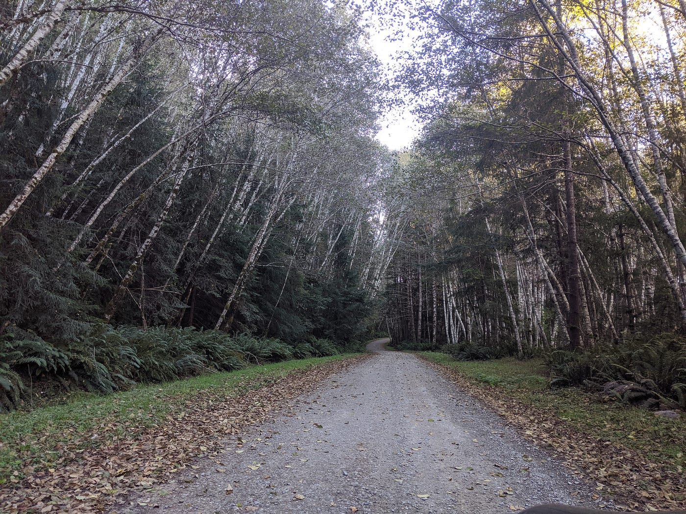 Redwoods National Park’s Exclusive Hike: Tall Trees Trail | by A ...