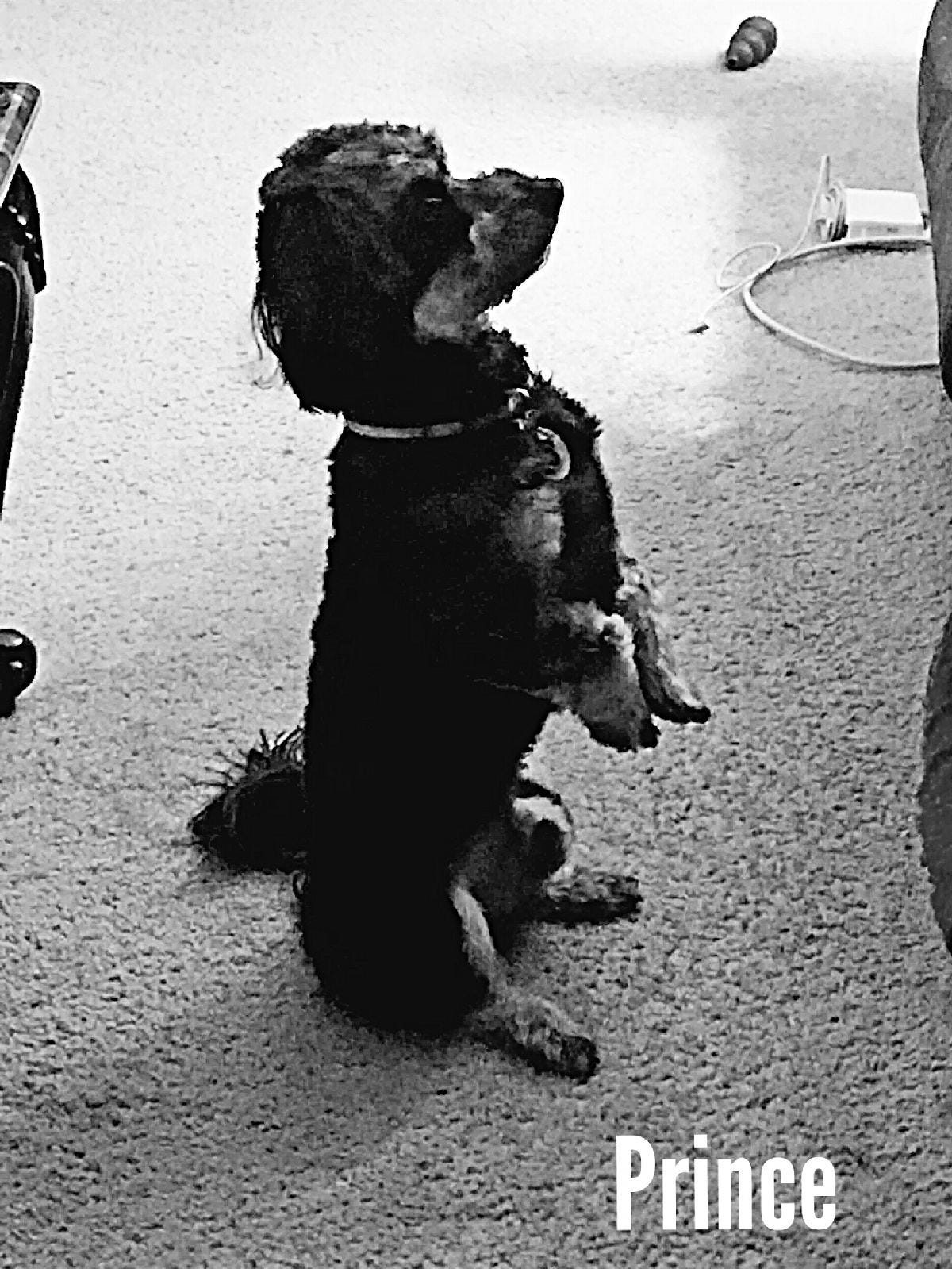 My Dog Prince. My dog Prince is beggar. He begs for… | by T. A. Alston ...