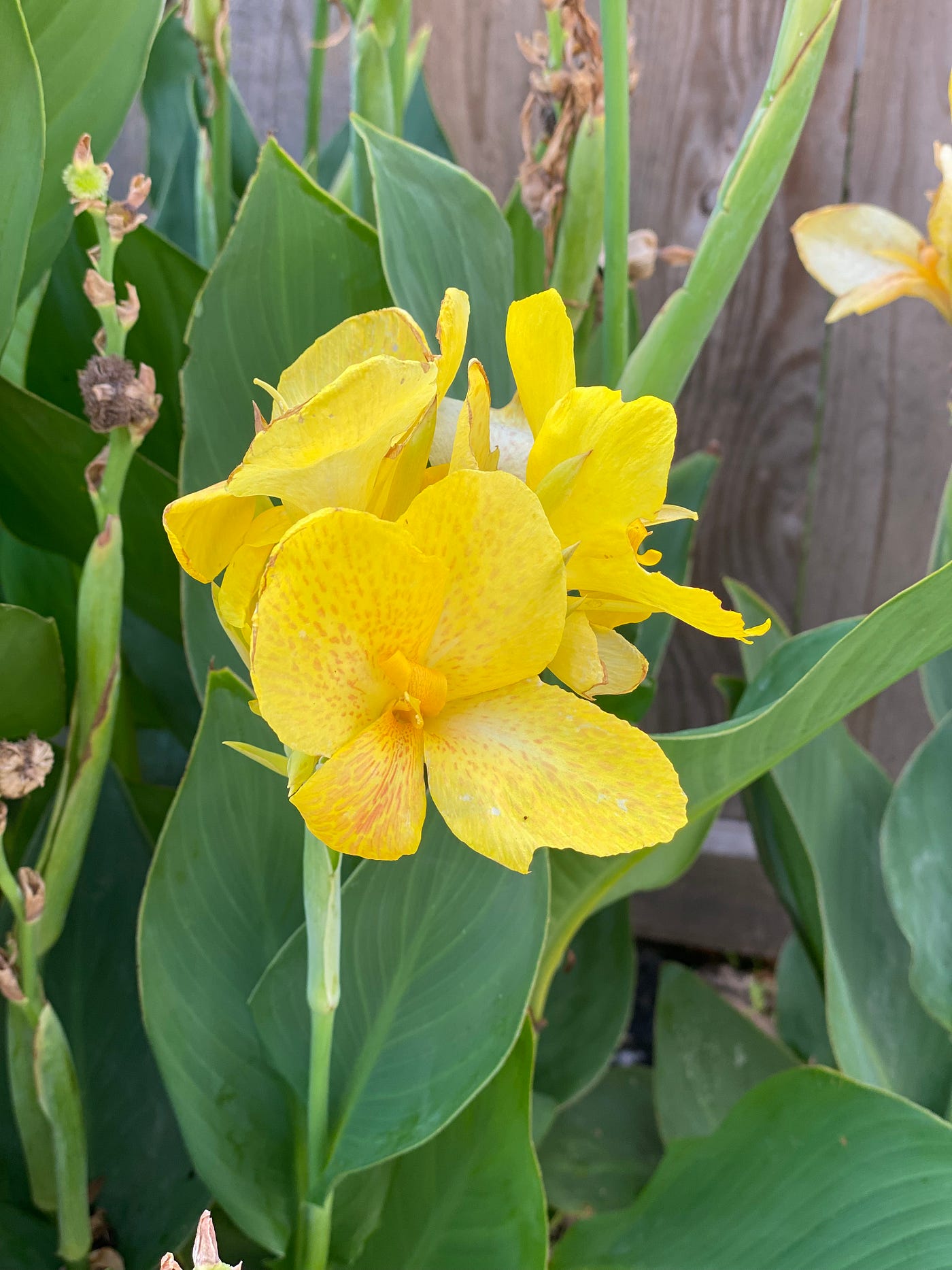 A Shoutout to the Gingers Dancing in My Garden | by Gauri Sirur | Weeds ...