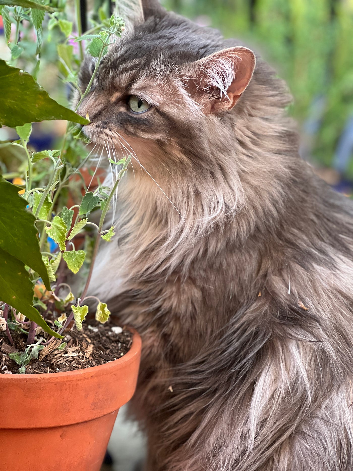 Miss Uma Zooma Angelwings Loves Her Catnip | by Erika Burkhalter ...