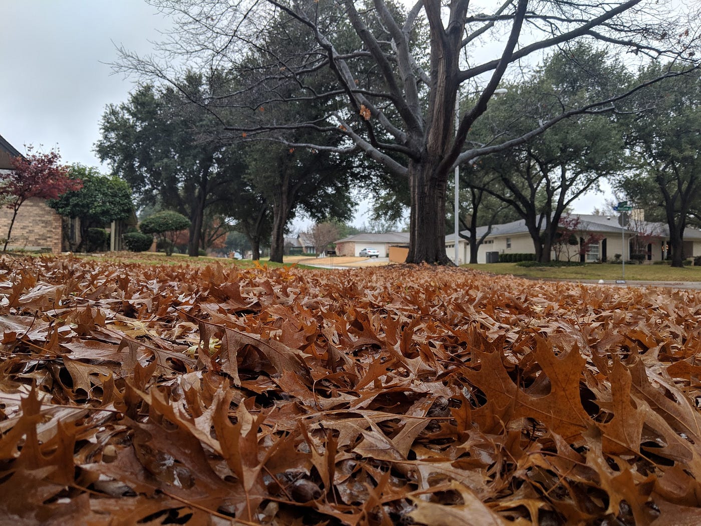 Keeping Texas beautiful: How Fort Worth communities tackle ...