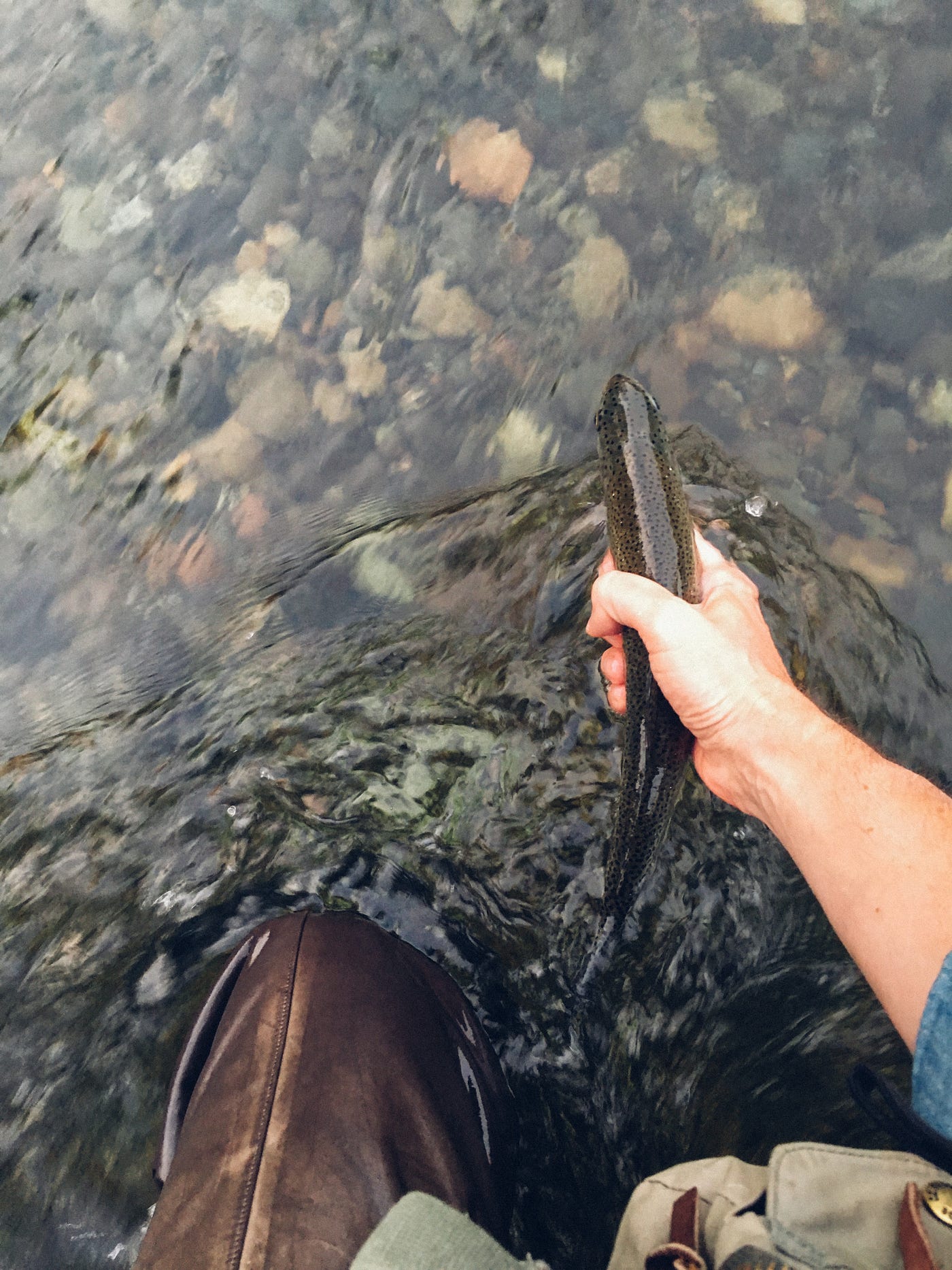 Tuesday Trout. First things first. To the beaver… | by Andy Brawner ...