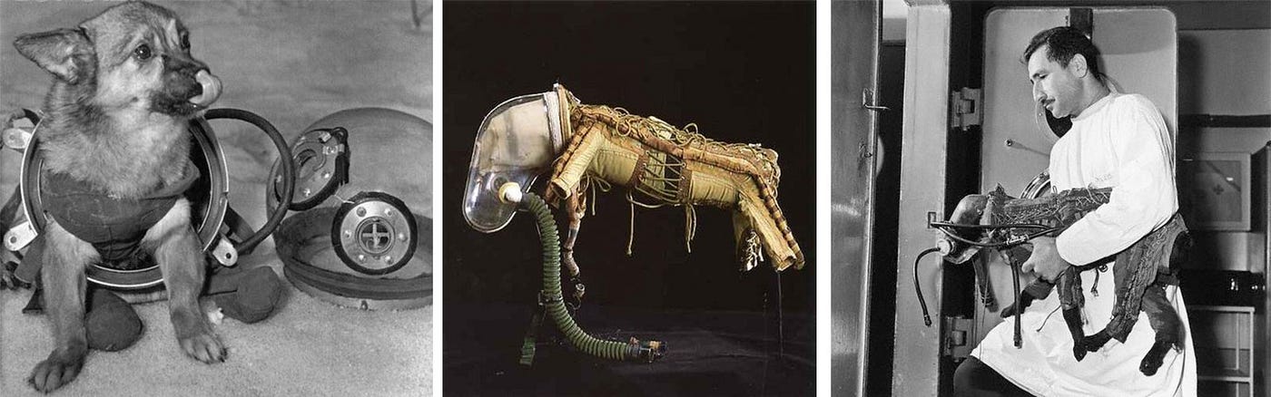 Space Dogs. Meet the canine heroes of the Soviet… | by Duncan Geere ...