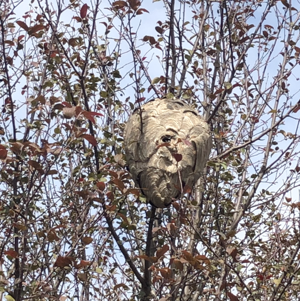 Beehive. How a beehive relates to an… | by Dylan Tanaka | Medium Beehive. How a beehive relates to an… | by Dylan Tanaka | Medium