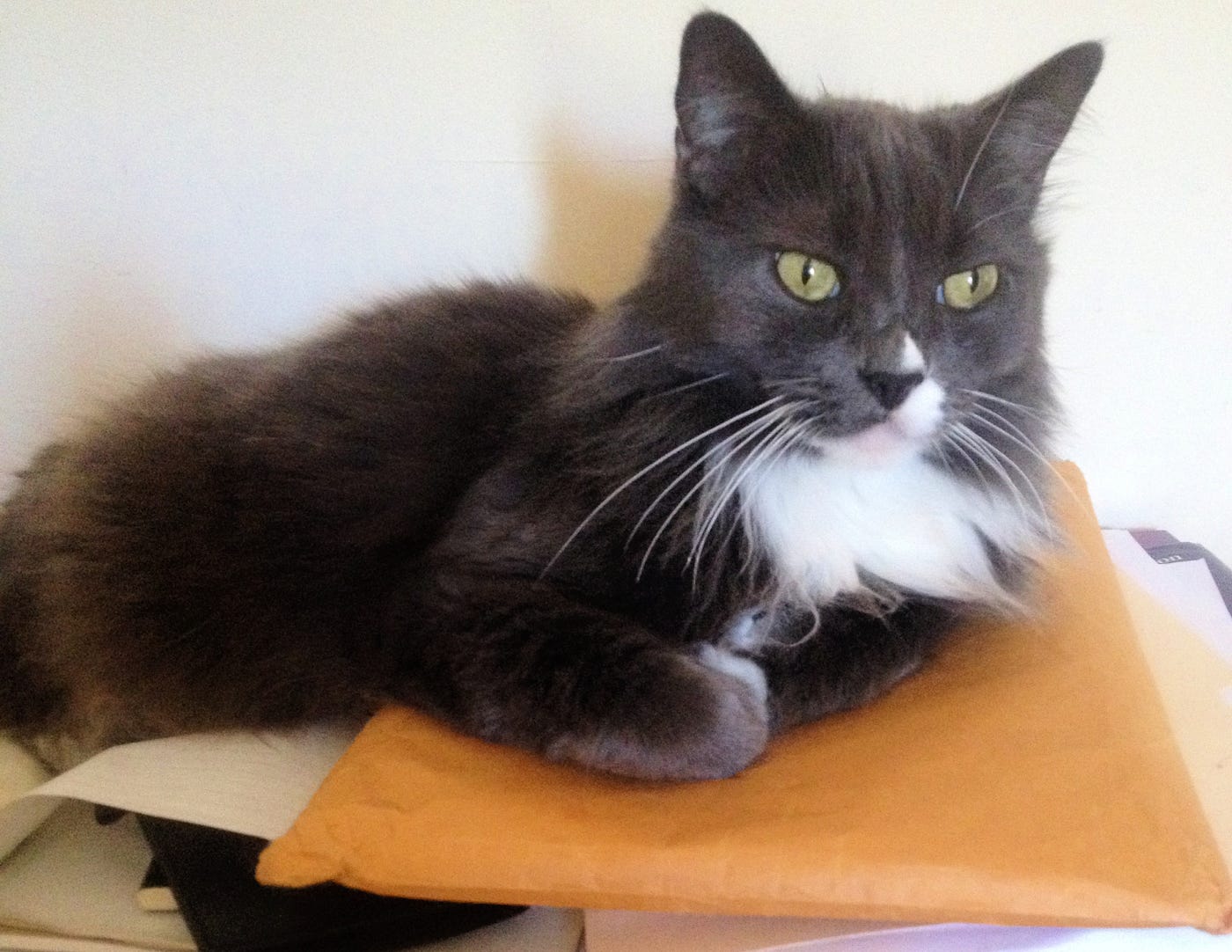 Remembering Yoshi. A small tribute to a great cat | by Christine ...