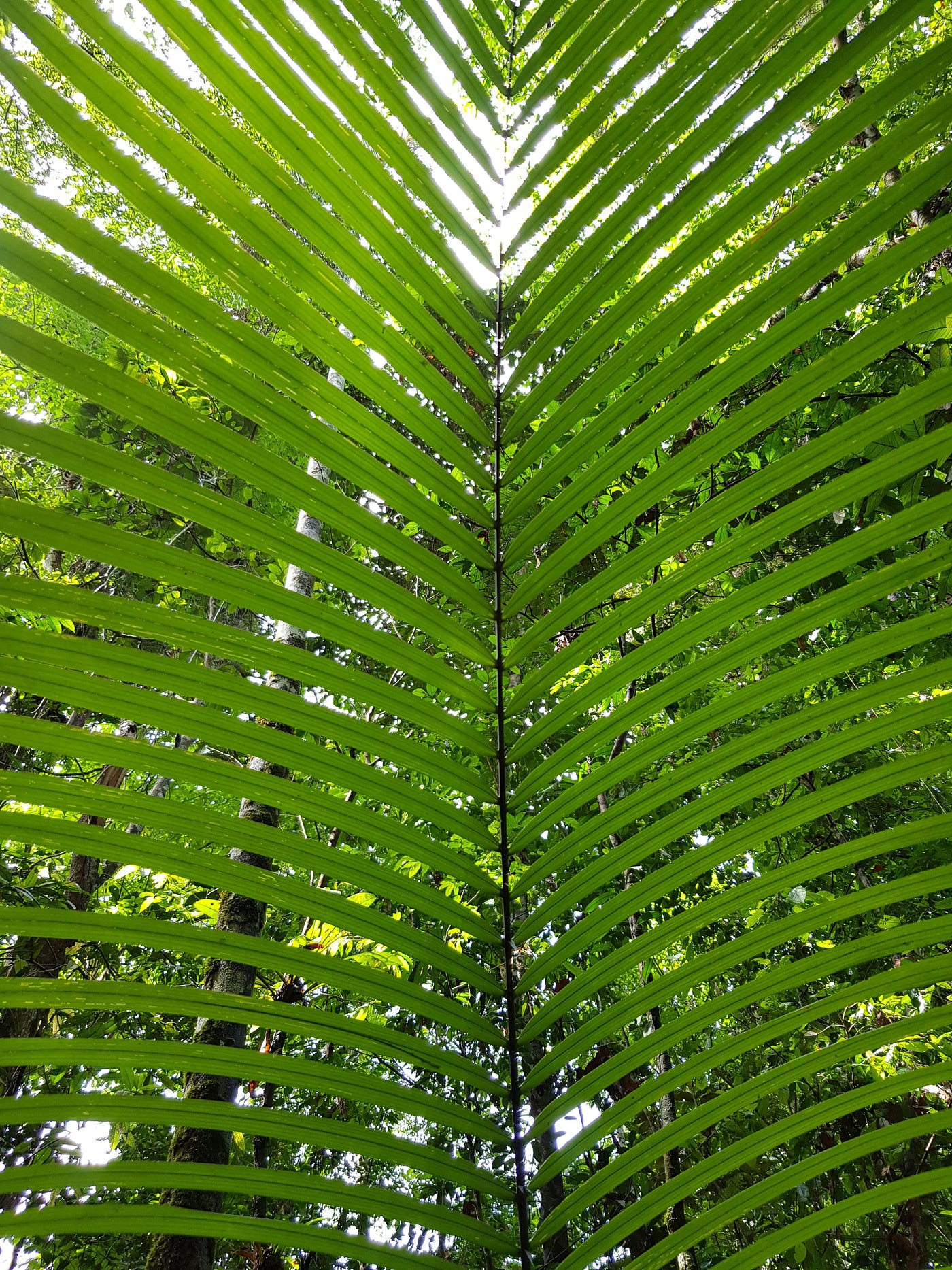 My Amazon rainforest journey. The ray of light suddenly wakes me up ...