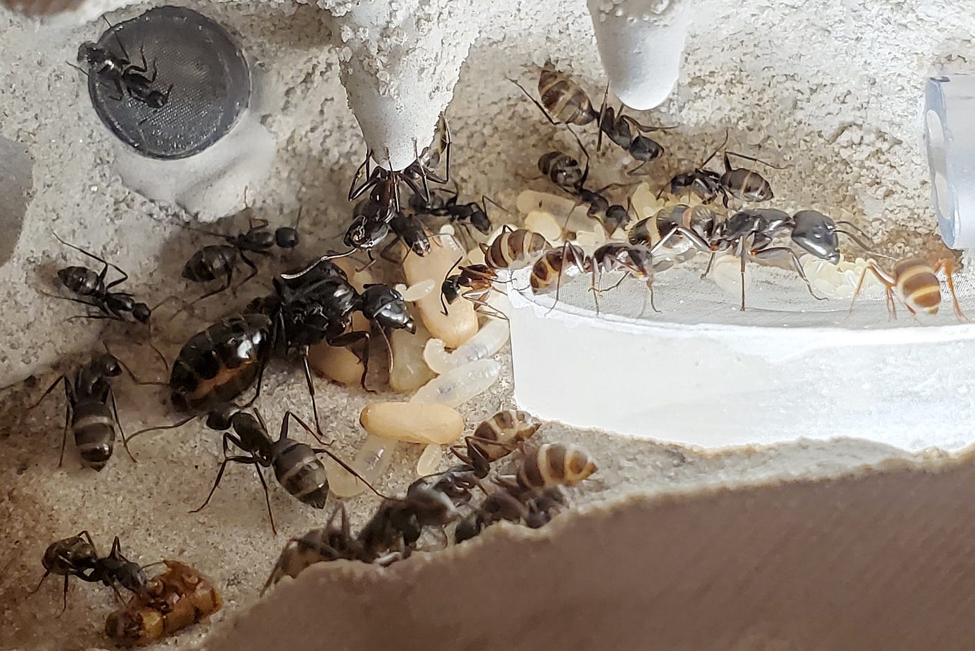 Ant Farms With Queen