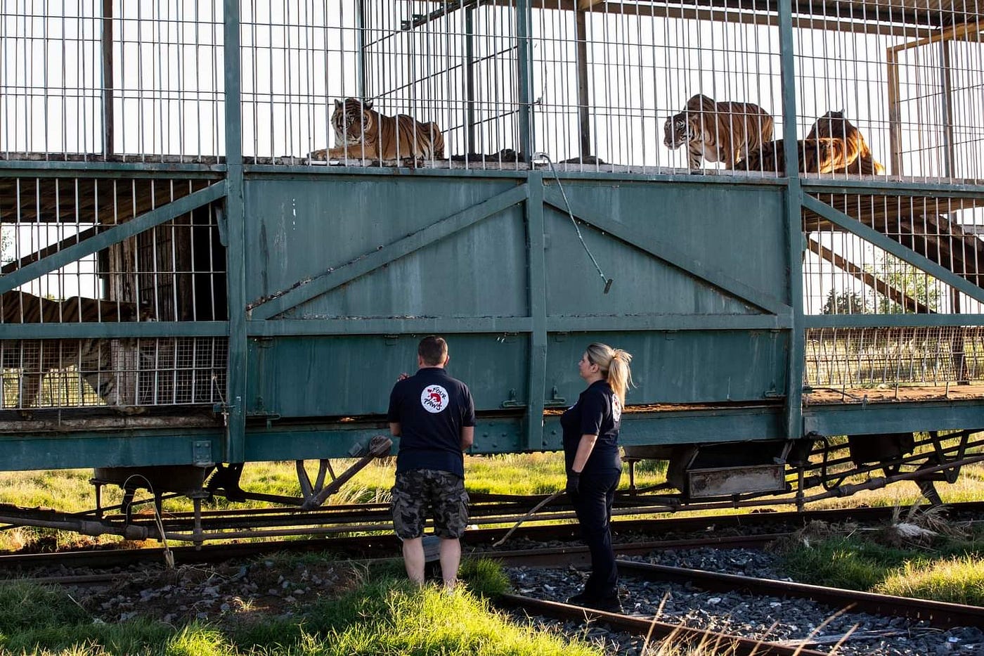Tigers Discarded By A Circus. Four Paws Rescue | by Penny McKinney ...