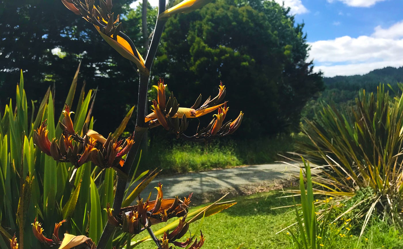 Harakeke flax for sensitive skin; What is it and how does it help? | by ...