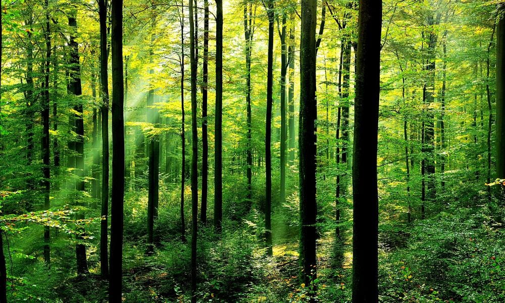 The Forest. Mike Kosinski | by Michael Kosinski | Medium