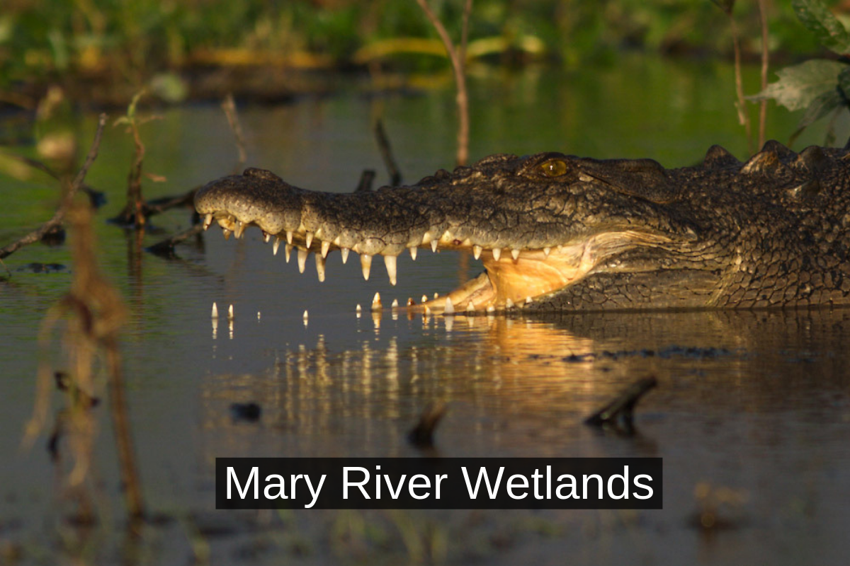 Explore the Tropical Paradise of Darwin by Visiting These Mind-Blowing ...