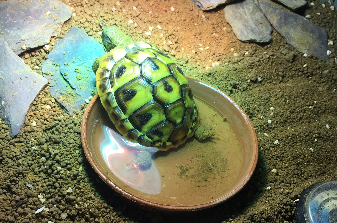 Tortoises can drink through their what?! | by Sophie Rogers ...