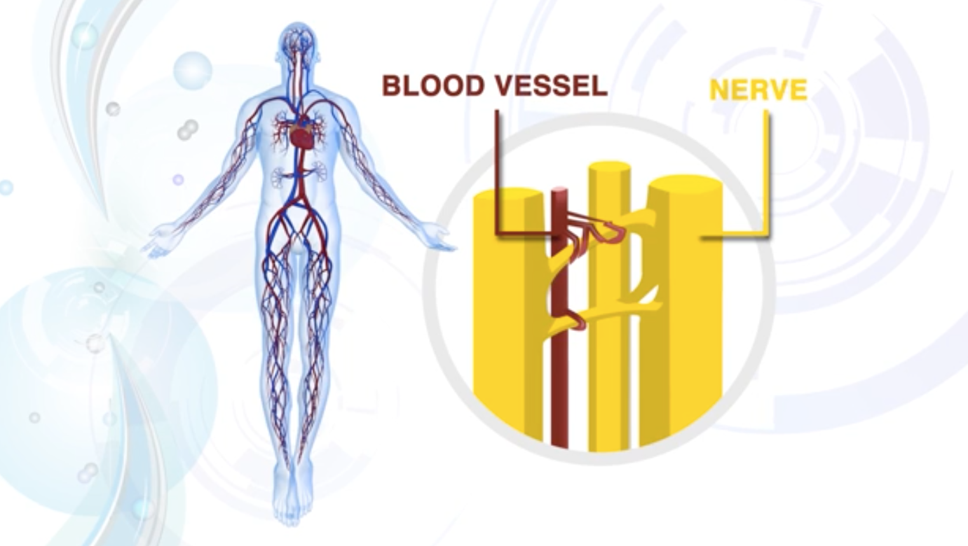 Know About Autonomic Nervous System | by ANS Test Equip | Medium