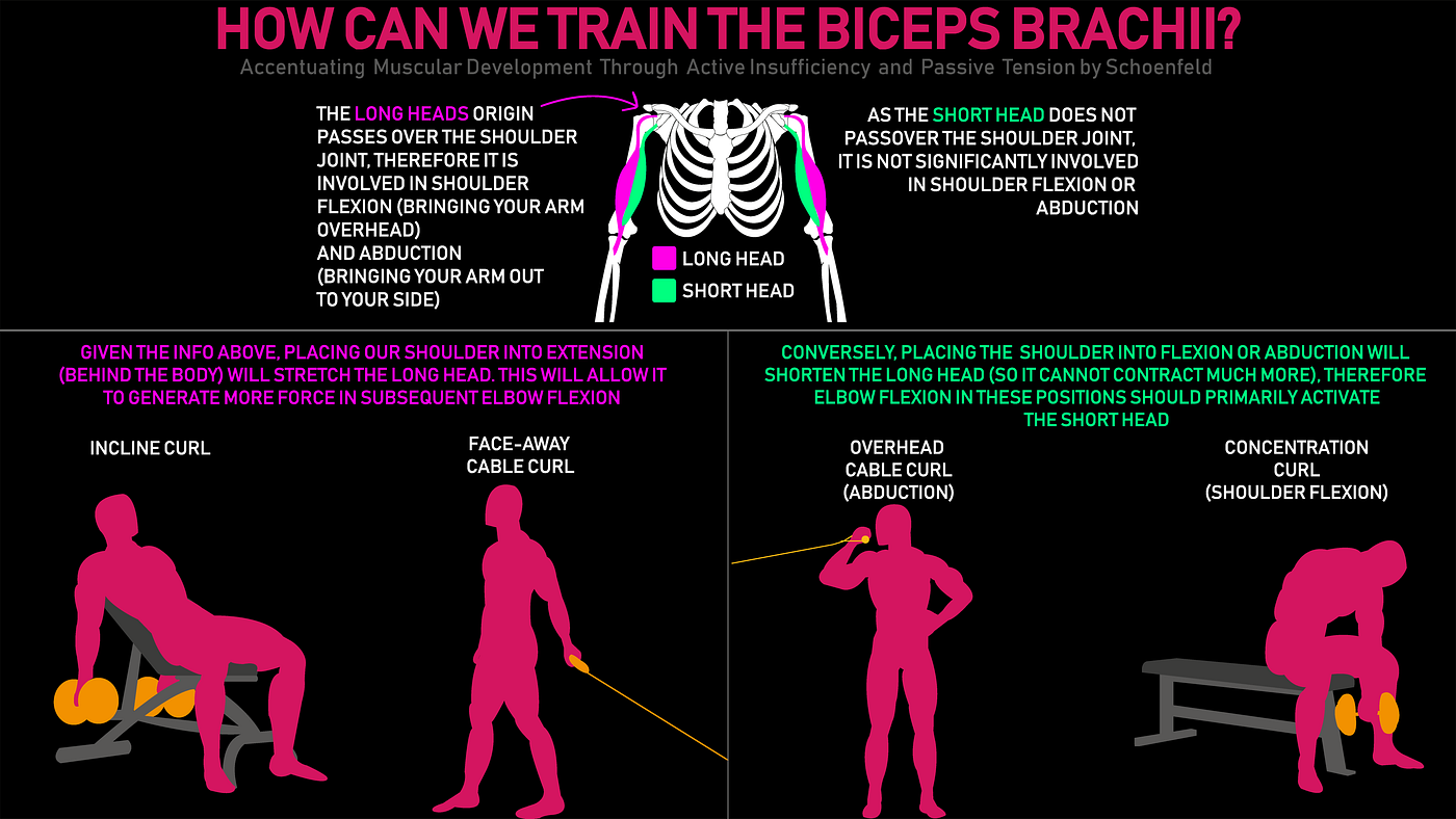 Weekly Infographics #5: Training 3x vs 6x a Week + Biceps Training Tips ...
