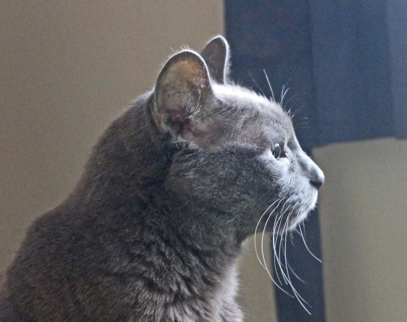 Our Cats During Quarantine. In Response to Erika Burkhalters’… | by ...