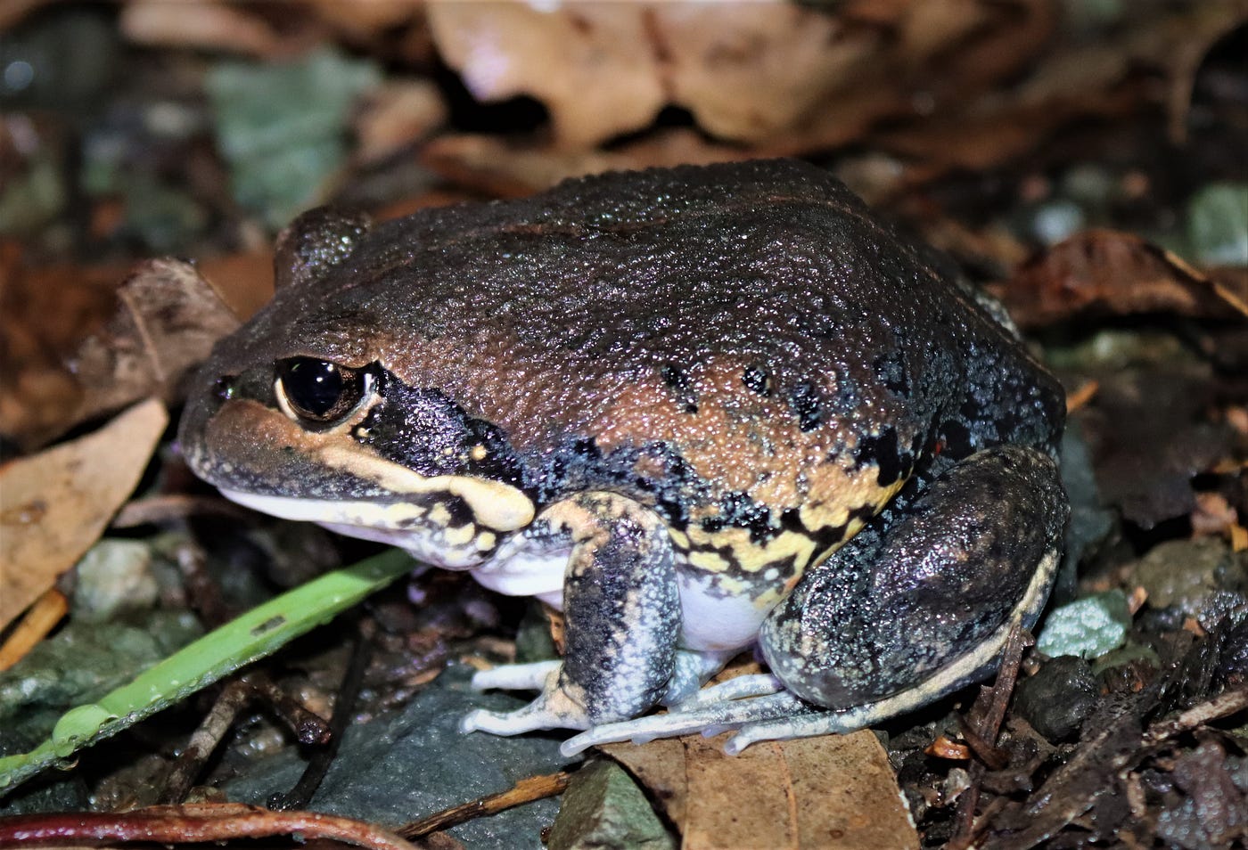 The Great Cane Toad Bust. How to help frogs and other wildlife in… | by ...