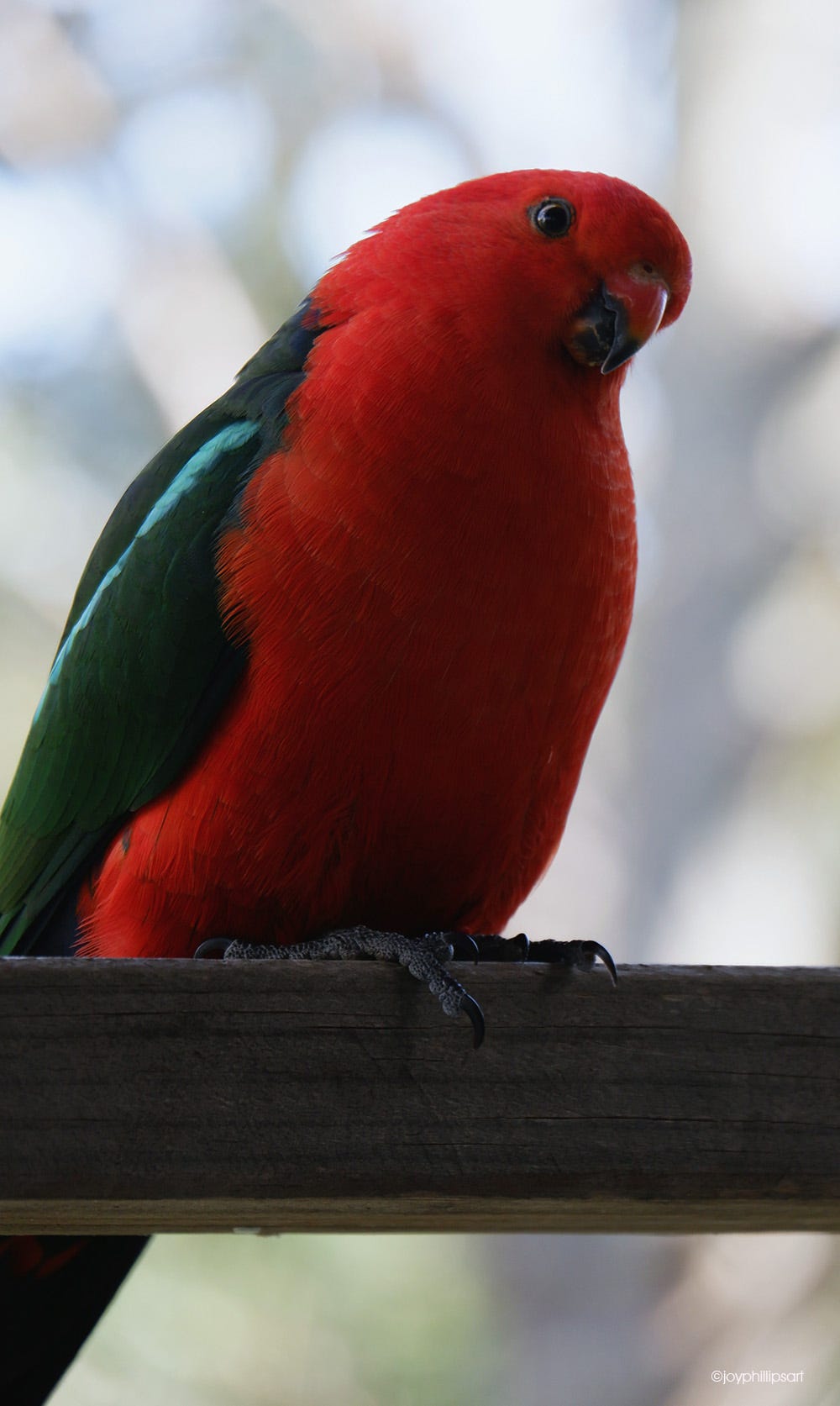 King Parrot friends (gallery). Some photos of our friendly gentle… | by ...
