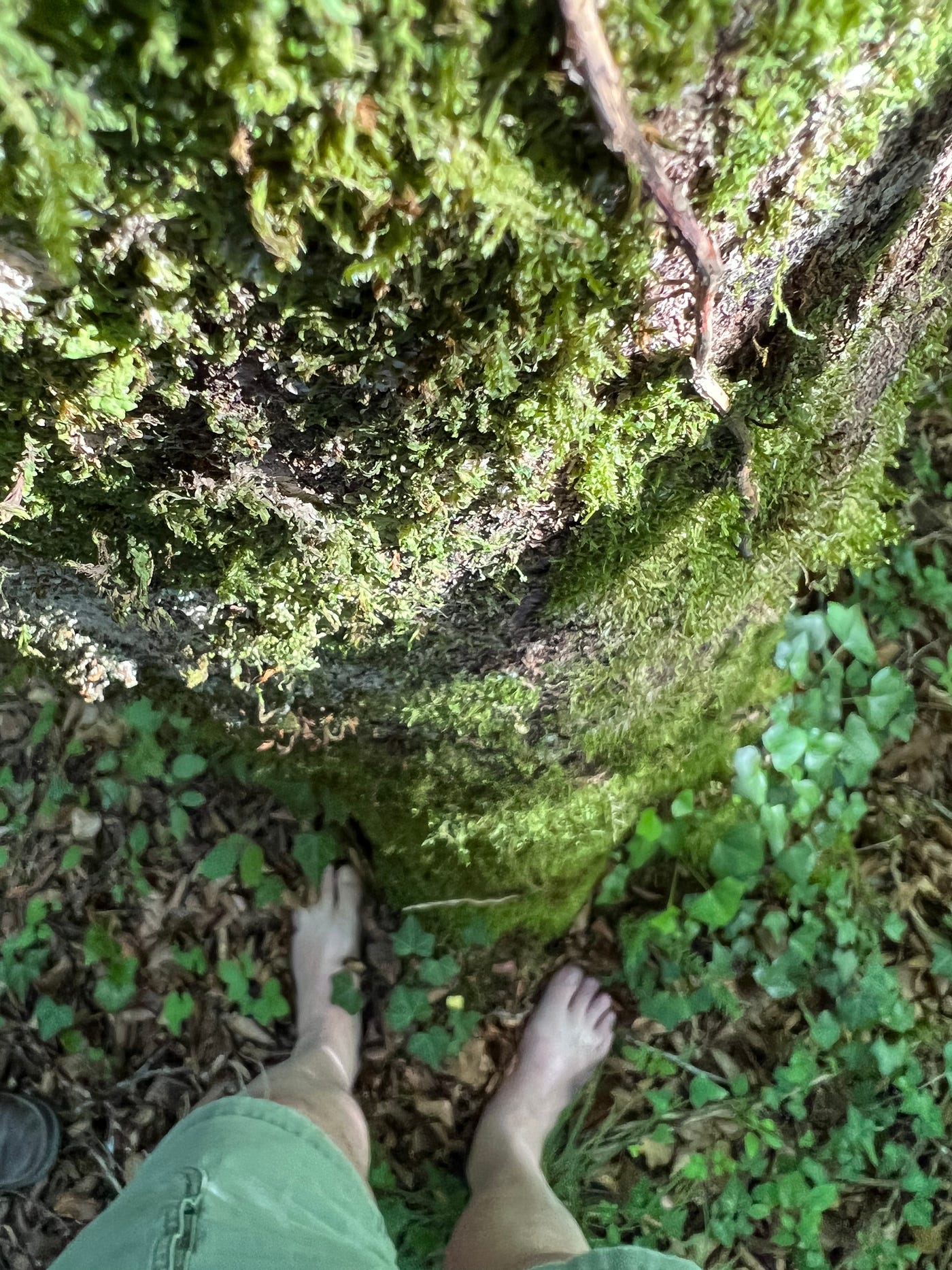 Haiku: woods-walk in bare feet. | by Ron & Roxanne Steed | Medium | Medium