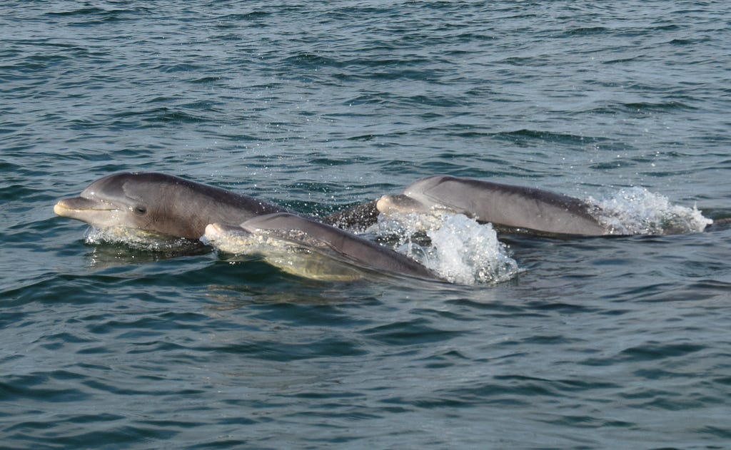 Tracking dolphins in Chesapeake Bay | by Kristi Moore | Medium