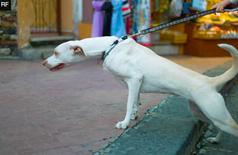 Cómo hacer que tu perro salga tranquilo de casa | by DogCrowd | Medium