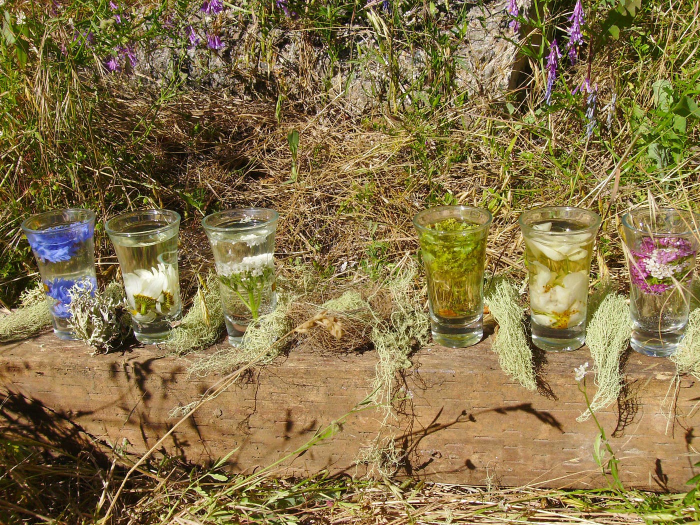 How to Make Flower Essences. These remedies cure, not by attacking ...