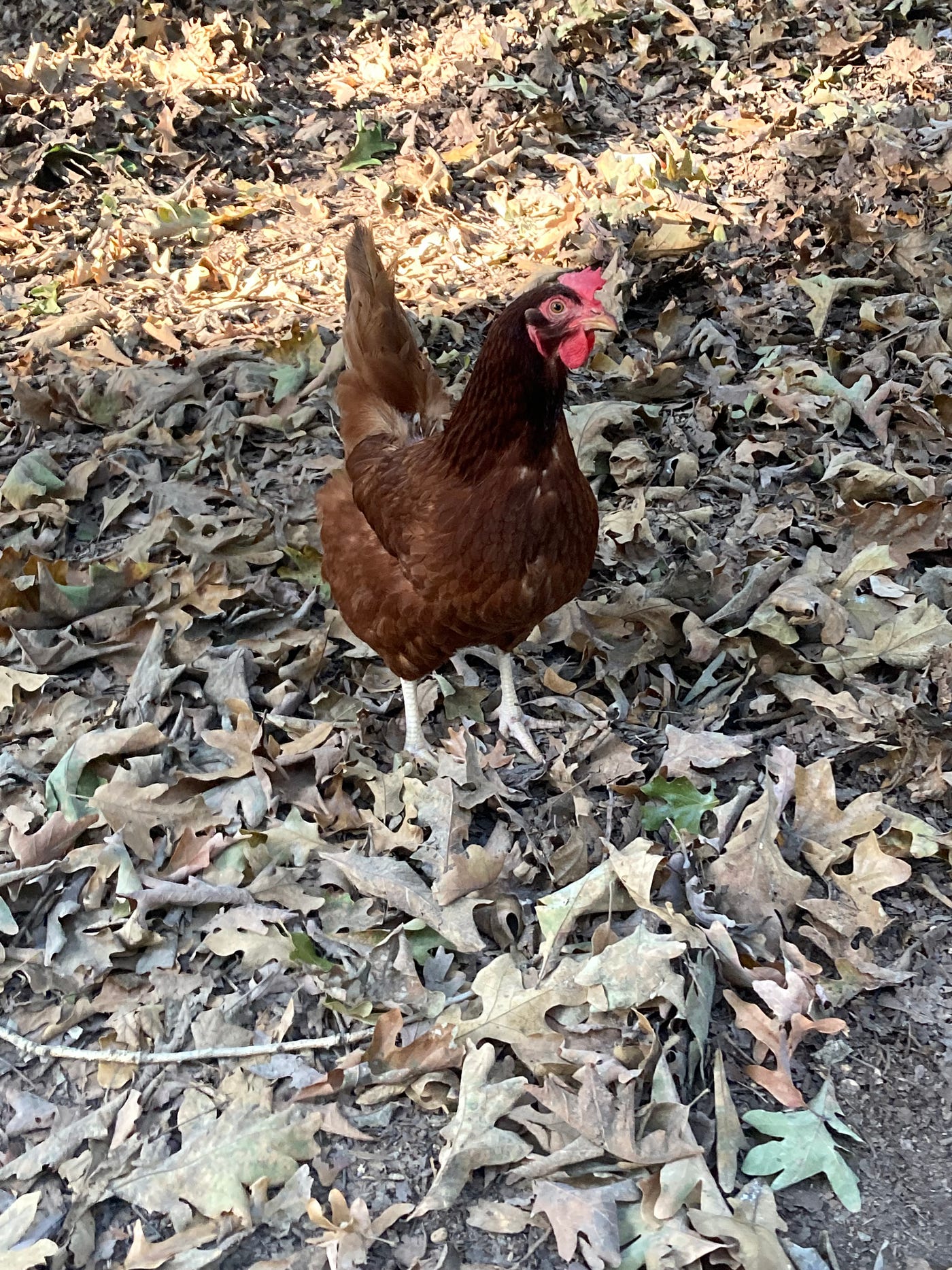 My Hen Divorced the Rooster. And moved out of the coop | by srstowers ...