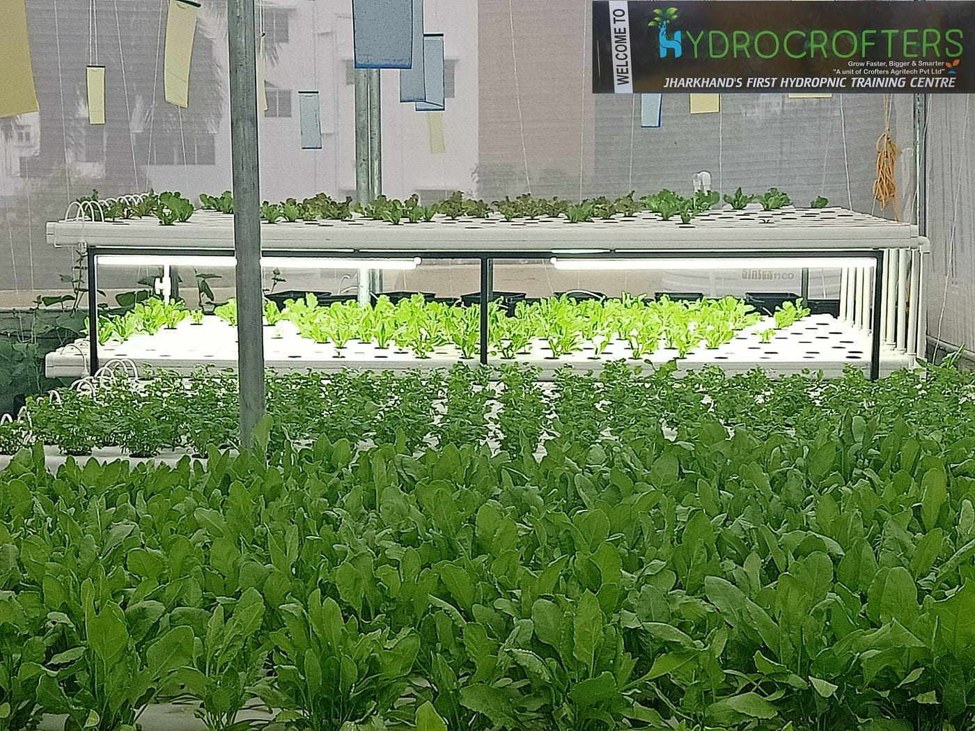 INDIA'S HYDROPONIC FARMERS ARE GROWING FRESH, PESTICIDE-FREE PRODUCE ...